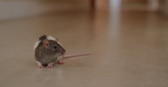 Squeaky the Rat - movie: watch stream online