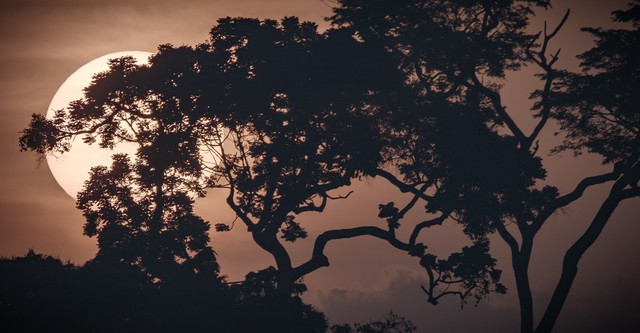 Paradise Preserved Season 1 - watch episodes streaming online