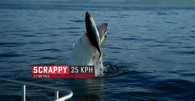 Boss Shark - movie: where to watch streaming online