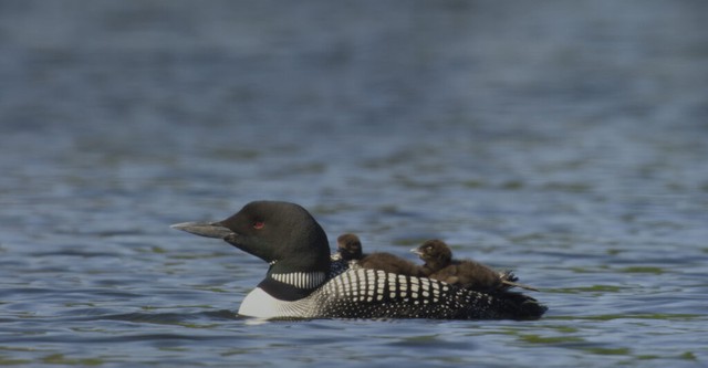 Loons: A Cry from the Mist streaming: watch online