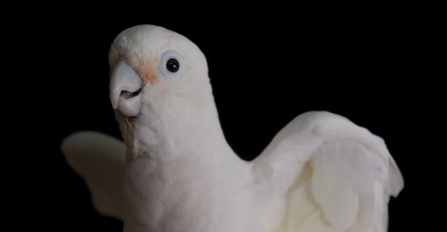 Parrot Kindergarten streaming: where to watch online?