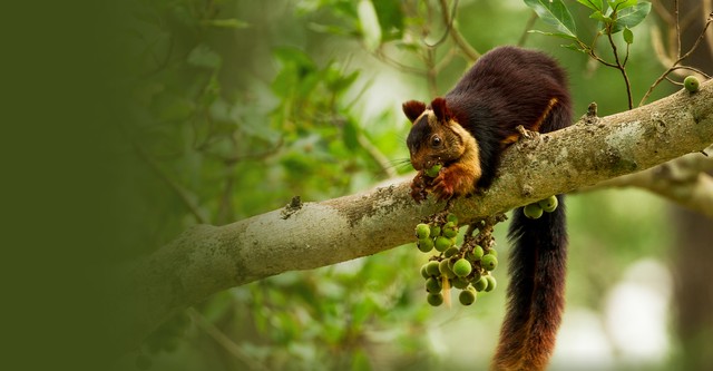 A Squirrel's Guide to Success streaming online