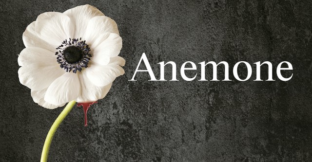 Anemone - movie: where to watch stream online