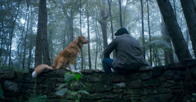 Good Boy streaming: where to watch movie online?