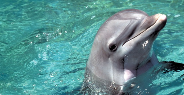 Flipper Season 1 - watch full episodes streaming online