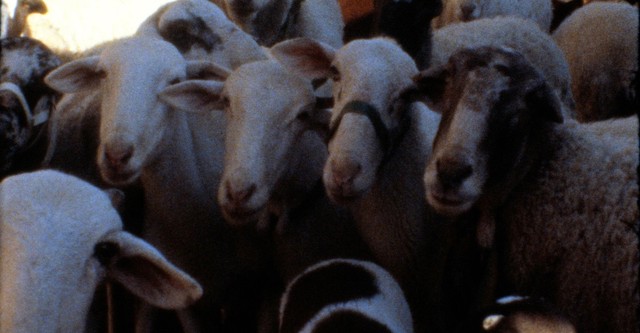 Bang Bang Stefi! - película: Ver online en español