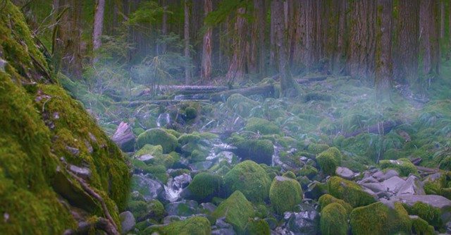 Rain Sounds + Stream for Sleep, Focus, Studying streaming