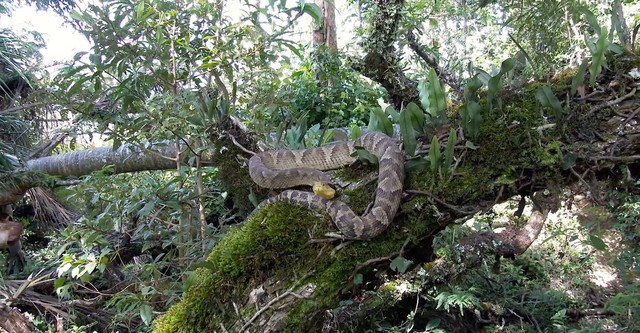 The Unknown Snake of Bolivia - streaming online