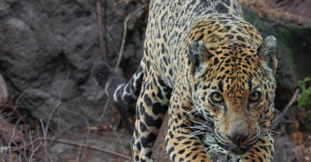 Borderlands Jaguar - movie: watch streaming online