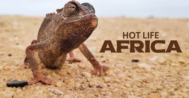 Hot Life Africa - streaming tv show online