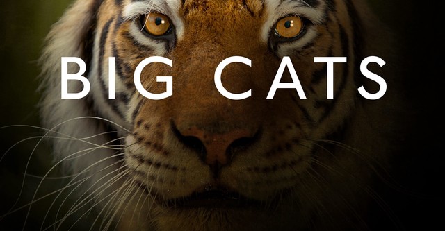 Big Cats - streaming: gdzie obejrzeć film online?