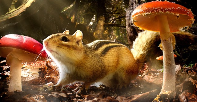 Tiny Giants 3D streaming: where to watch online?