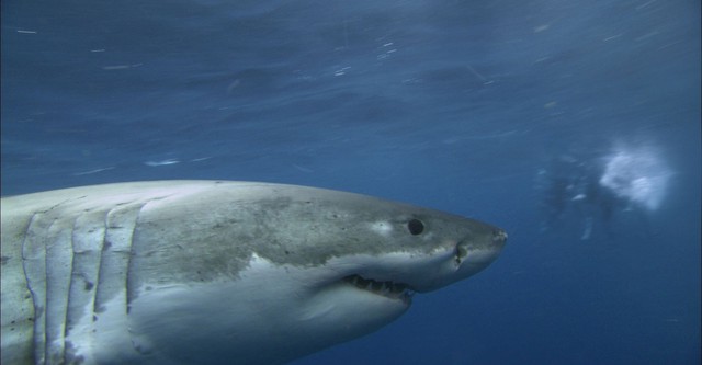 Psycho Shark streaming: where to watch movie online?