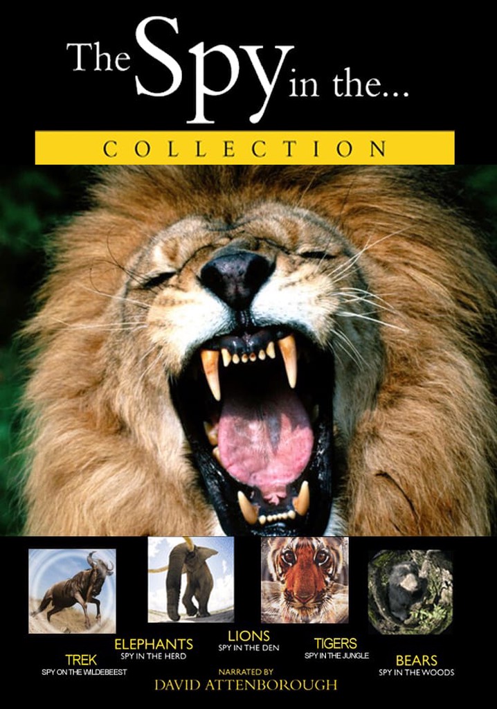 Lions: Spy in the Den streaming: where to watch online?