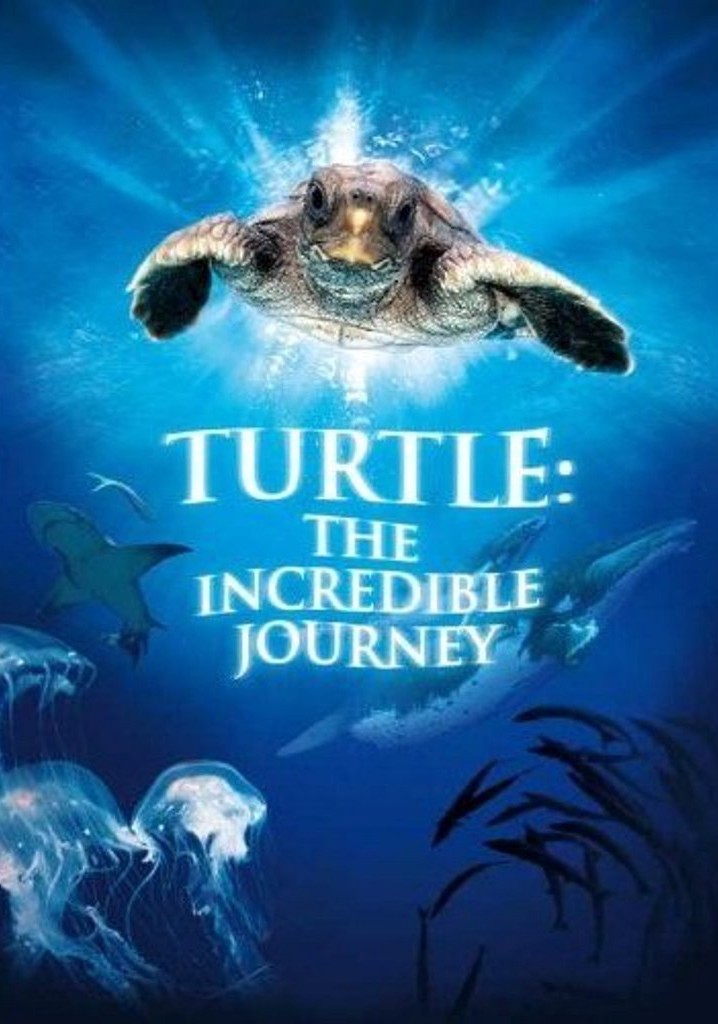 아기 거북 토토의 바다 대모험 영화 스트리밍