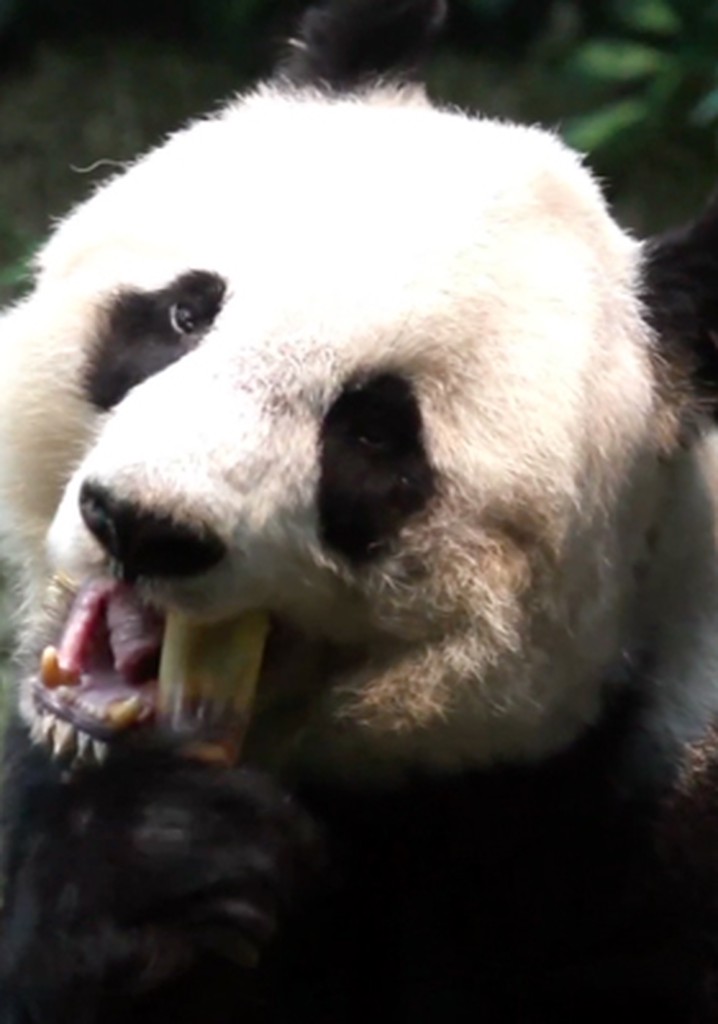 Animal Atlas Season 11 - watch full episodes streaming online