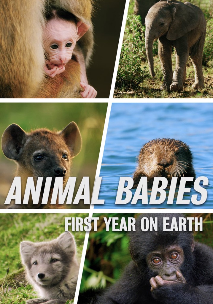 Animal Babies: First Year On Earth - streaming