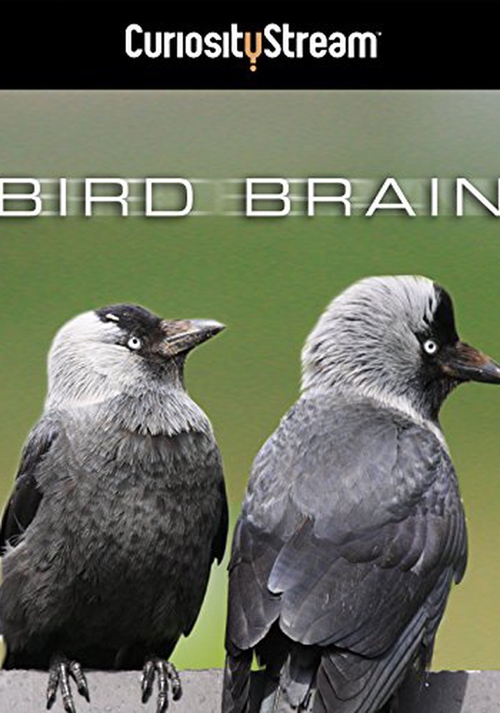 Bird Brain - movie: where to watch streaming online