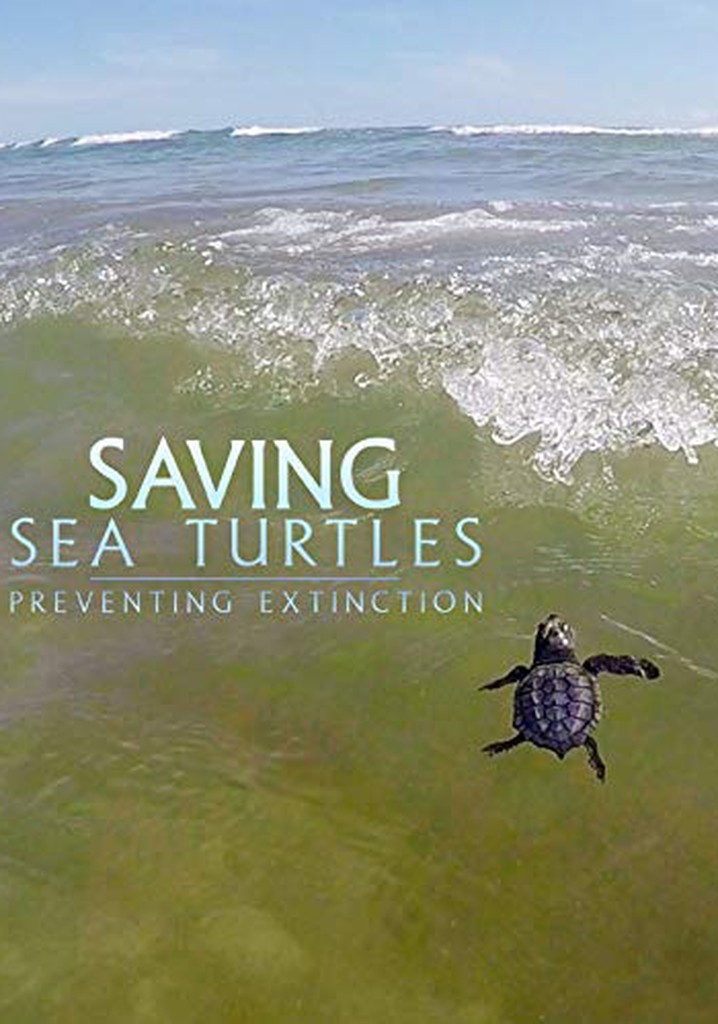 Saving Sea Turtles: Preventing Extinction streaming