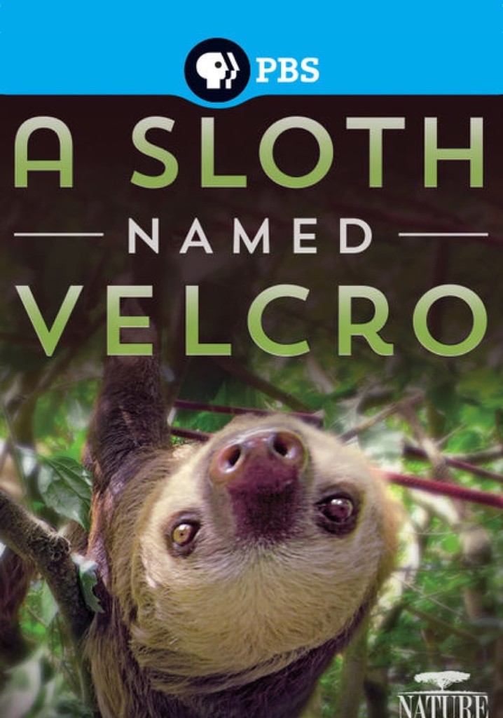 A Sloth Named Velcro streaming: where to watch online?