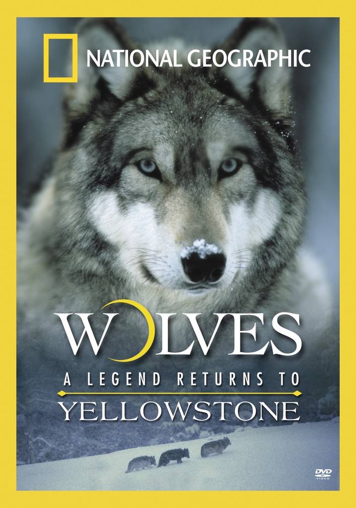 Wolves: A Legend Returns to Yellowstone streaming