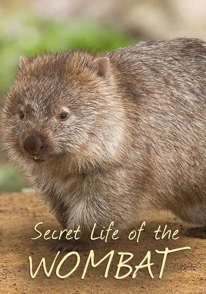 Secret Life of the Wombat Season 1 - episodes streaming online