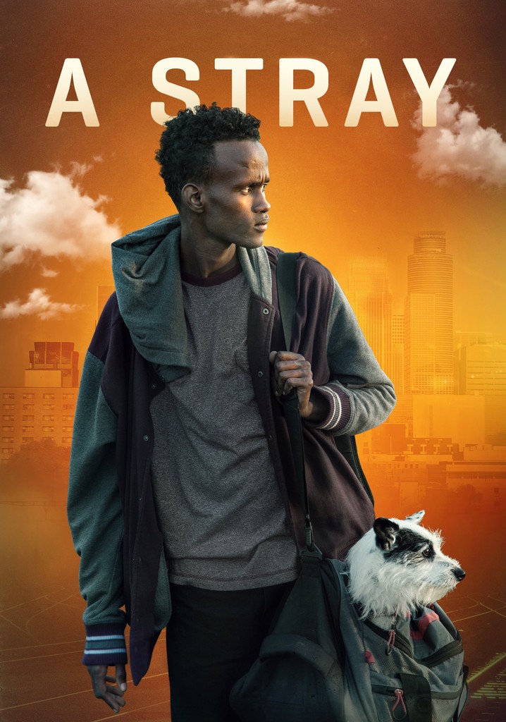 A Stray streaming: where to watch movie online?