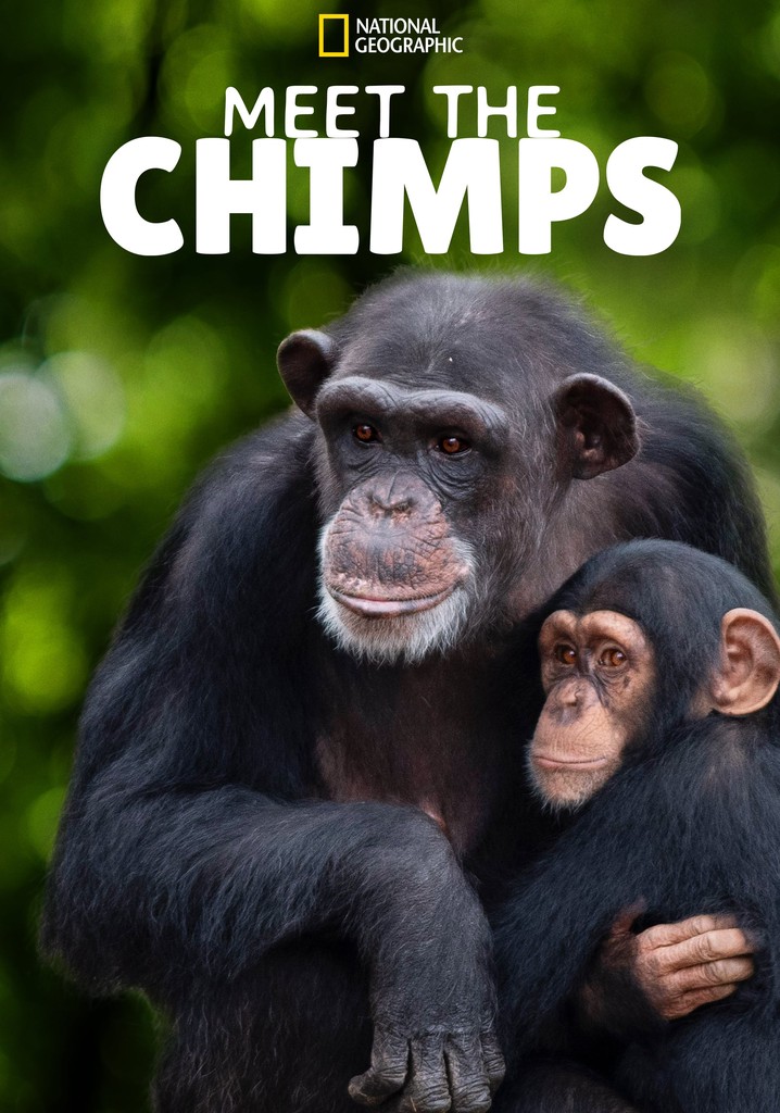 Meet the Chimps - stream tv show online