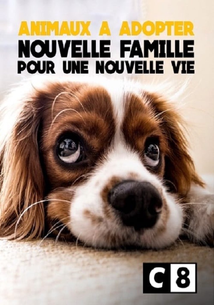 Animaux à adopter : nouvelle famille pour une nouvelle vie