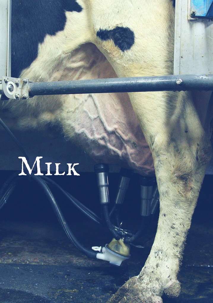 Milk streaming: where to watch movie online?