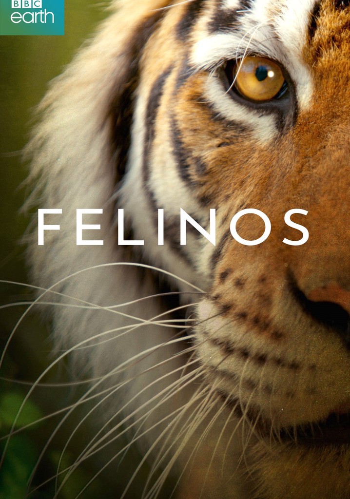 Felinos - Ver la serie online completa en español