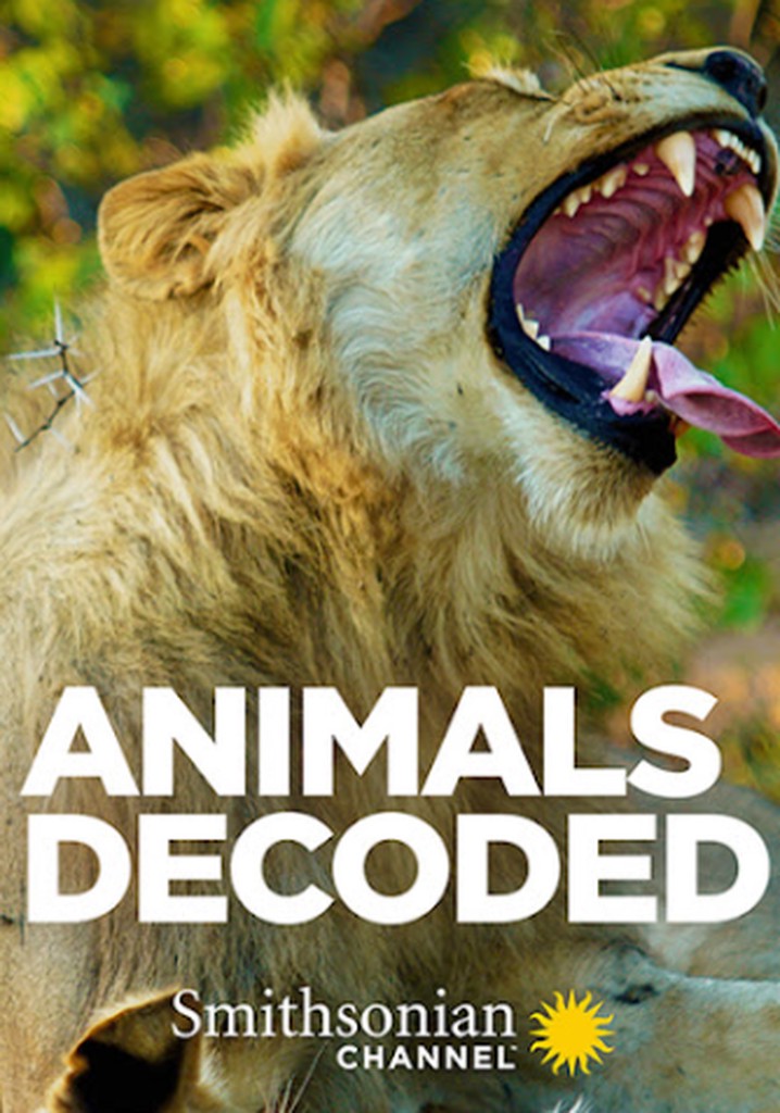Animals Decoded - streaming tv show online