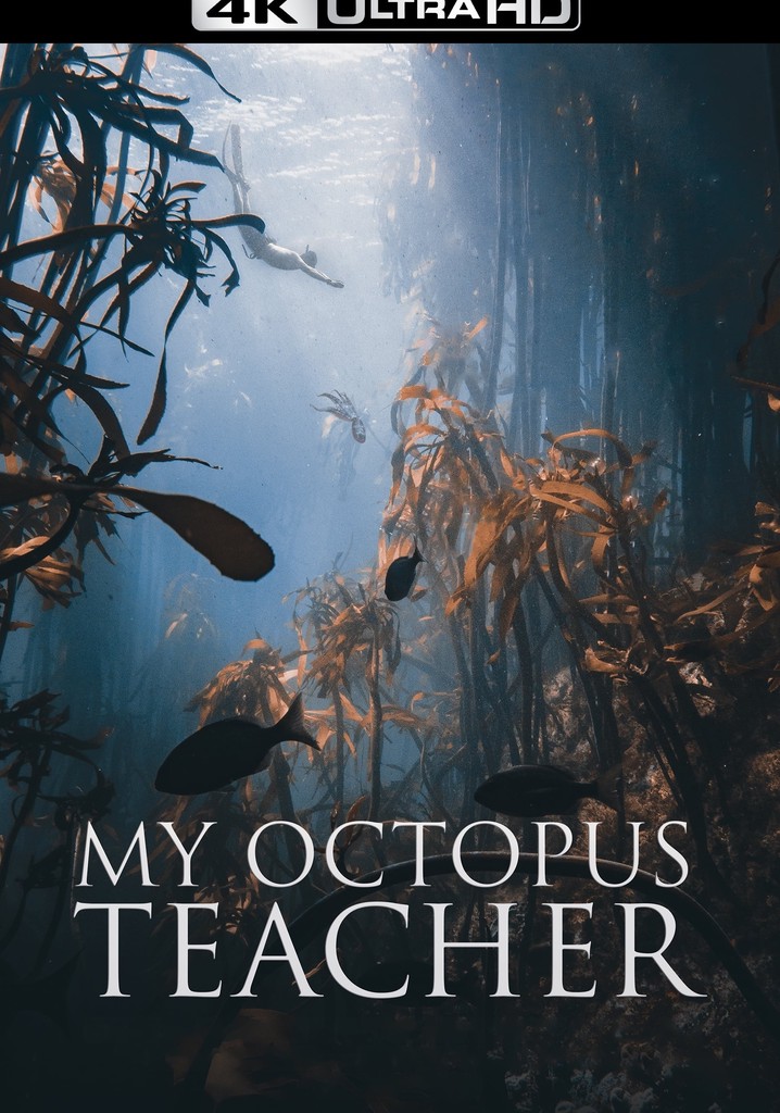 My Octopus Teacher streaming: where to watch online?