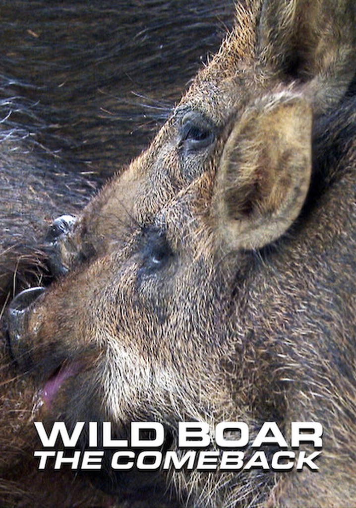 Wild Boar - The Comeback - película: Ver online