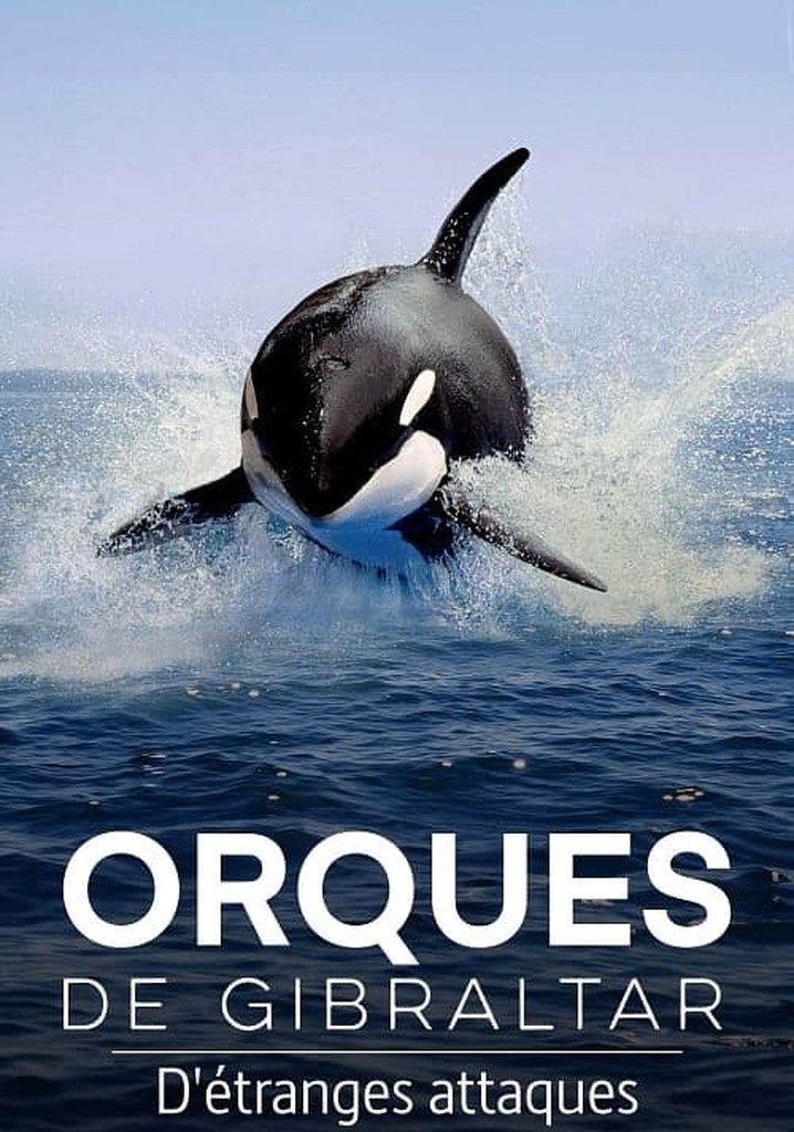 Orques de Gibraltar : D'étranges attaques en streaming