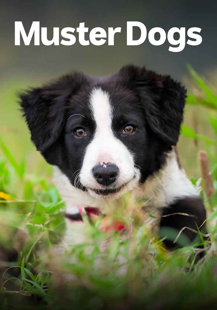 Muster Dogs Season 2 - watch full episodes streaming online
