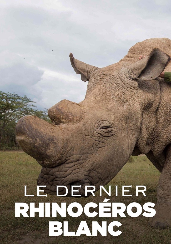 Regarder Le Dernier Rhinocéros blanc en streaming