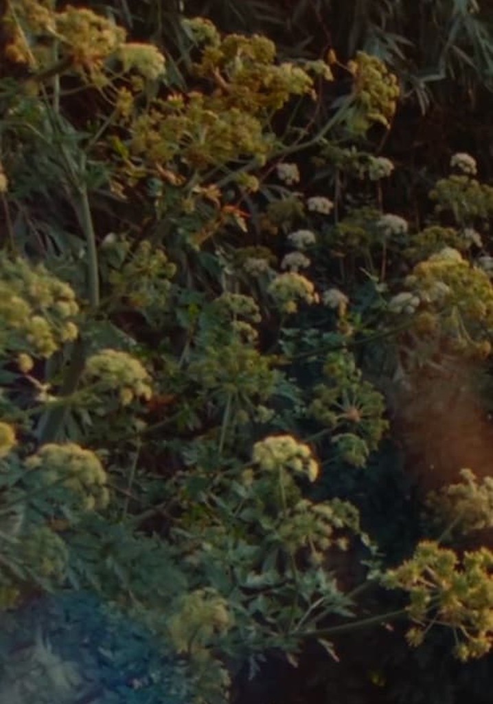 Regarder 7 Promenades avec Mark Brown en streaming