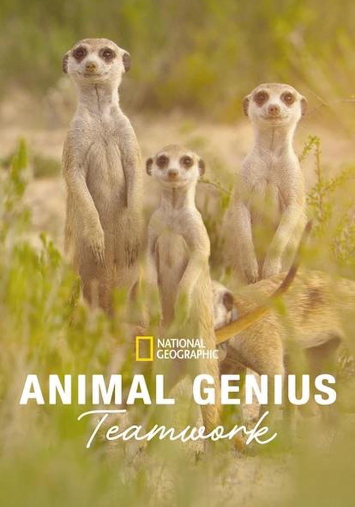 Animal Genius - streaming tv show online