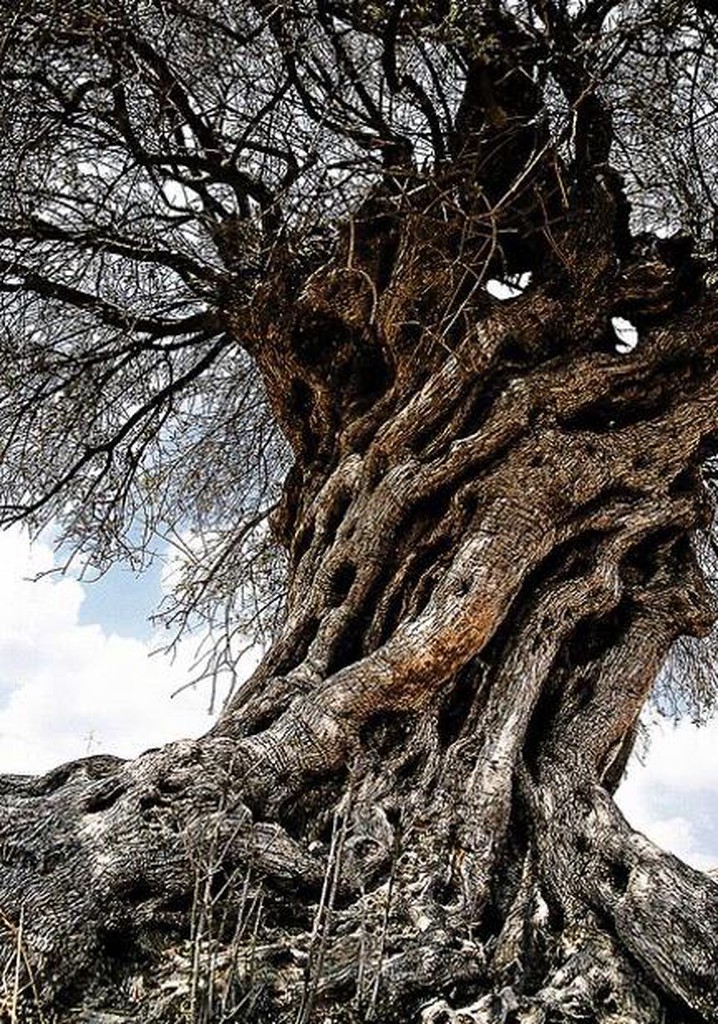 Oak streaming: where to watch movie online?