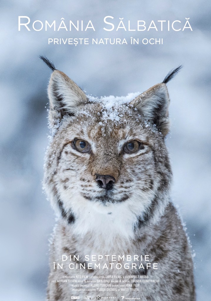 România Salbatica streaming: where to watch online?