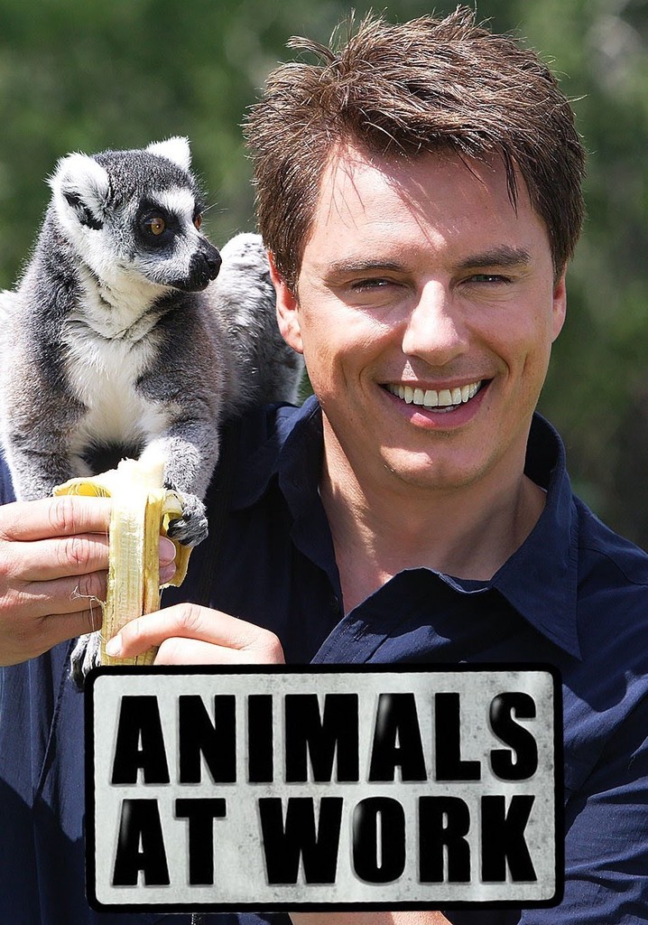 Animals at Work - streaming tv show online