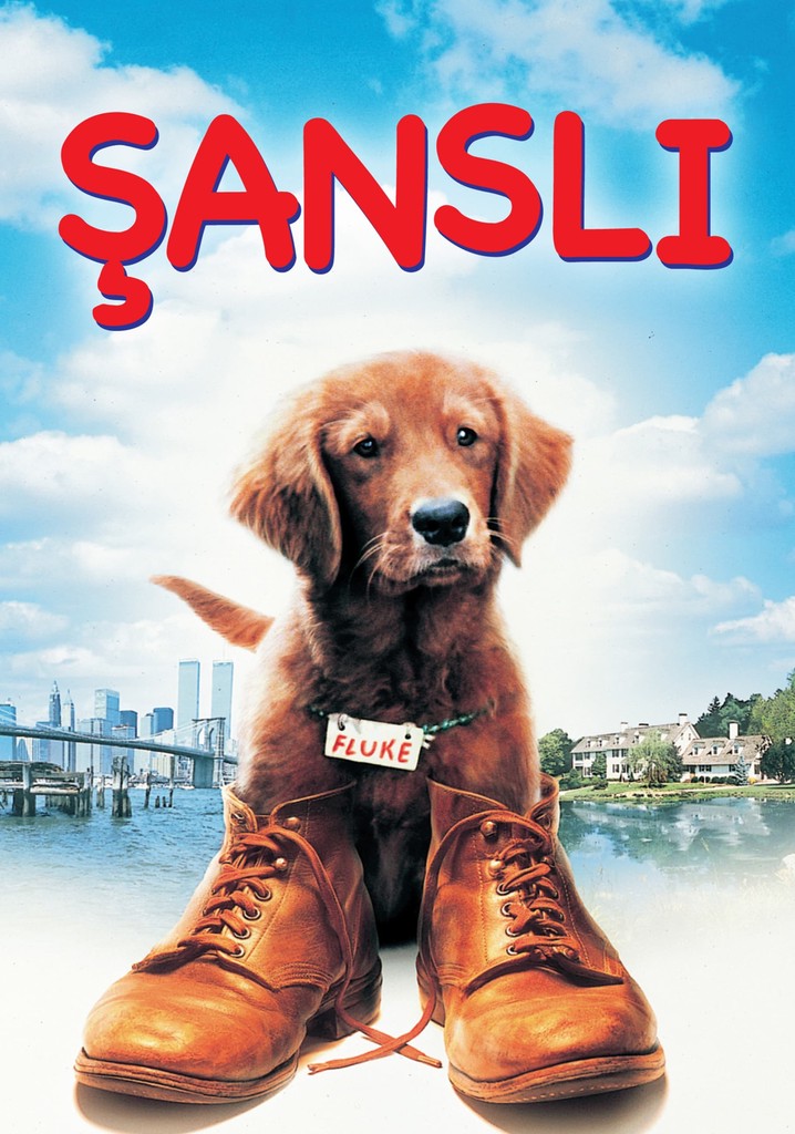 Şanslı yayını: İnternette nereden film izlenir?