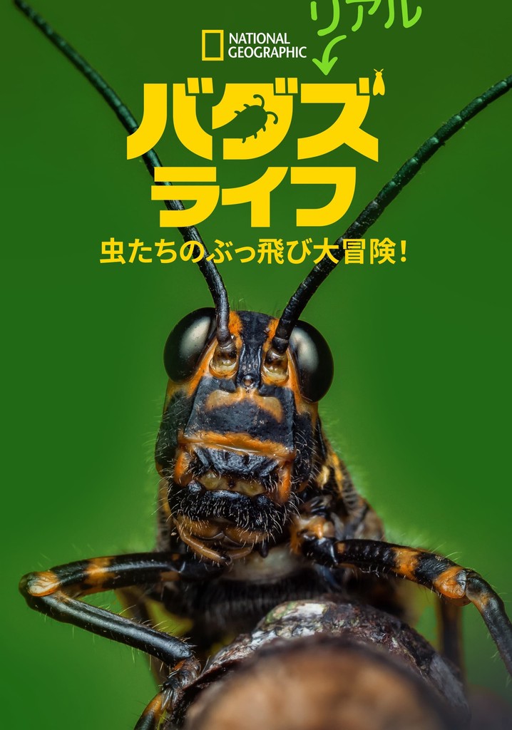 A Real Bug's Life ドラマ動画配信