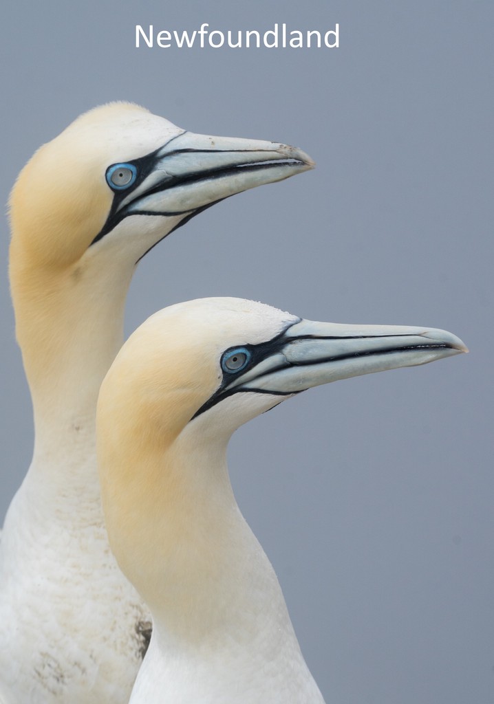 Newfoundland - movie: where to watch streaming online