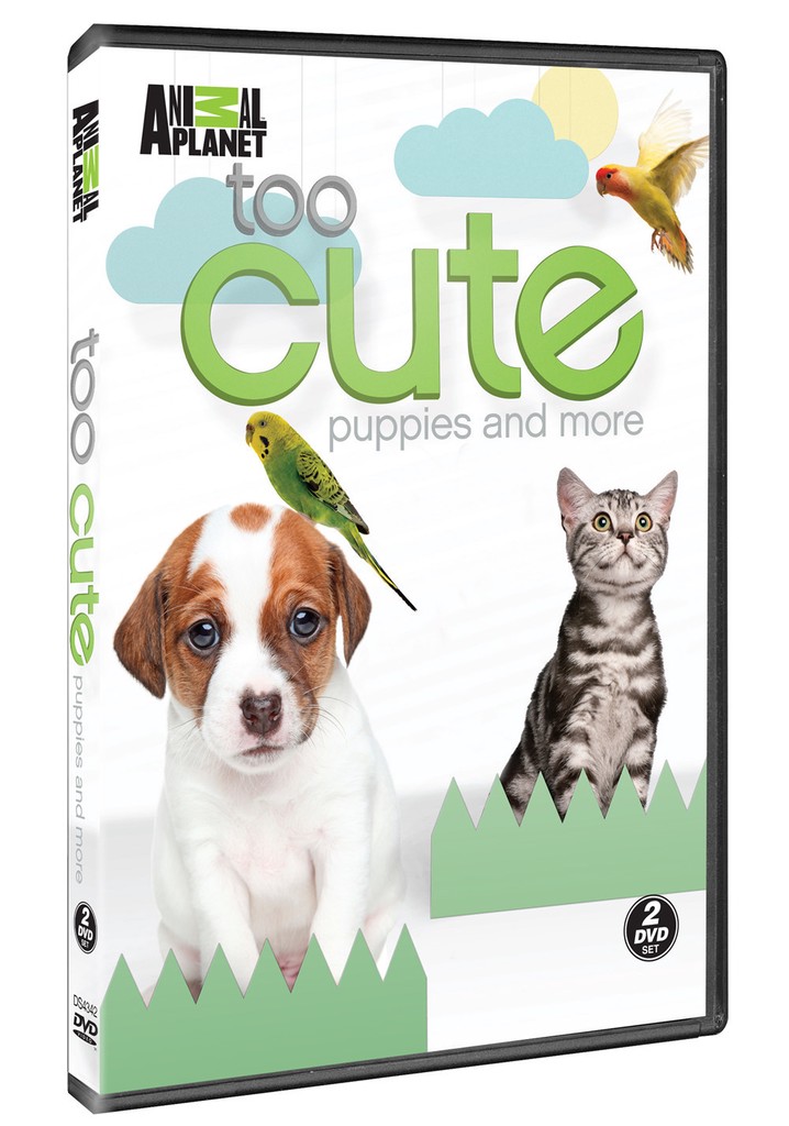 Too Cute Season 1 - watch full episodes streaming online