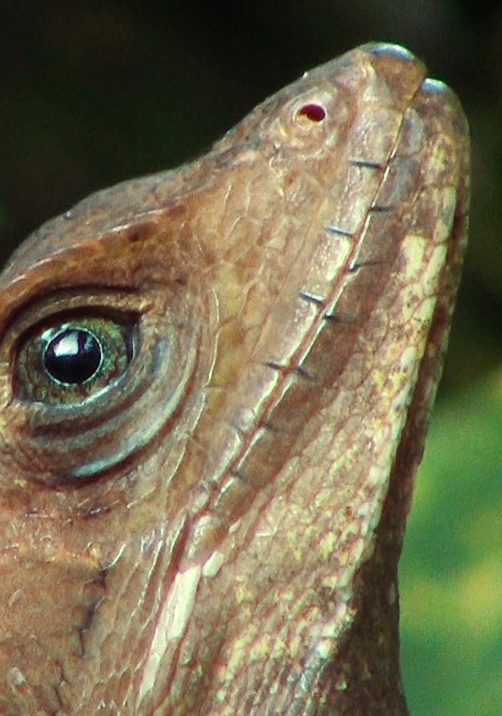 Lance Lizardi streaming: where to watch online?